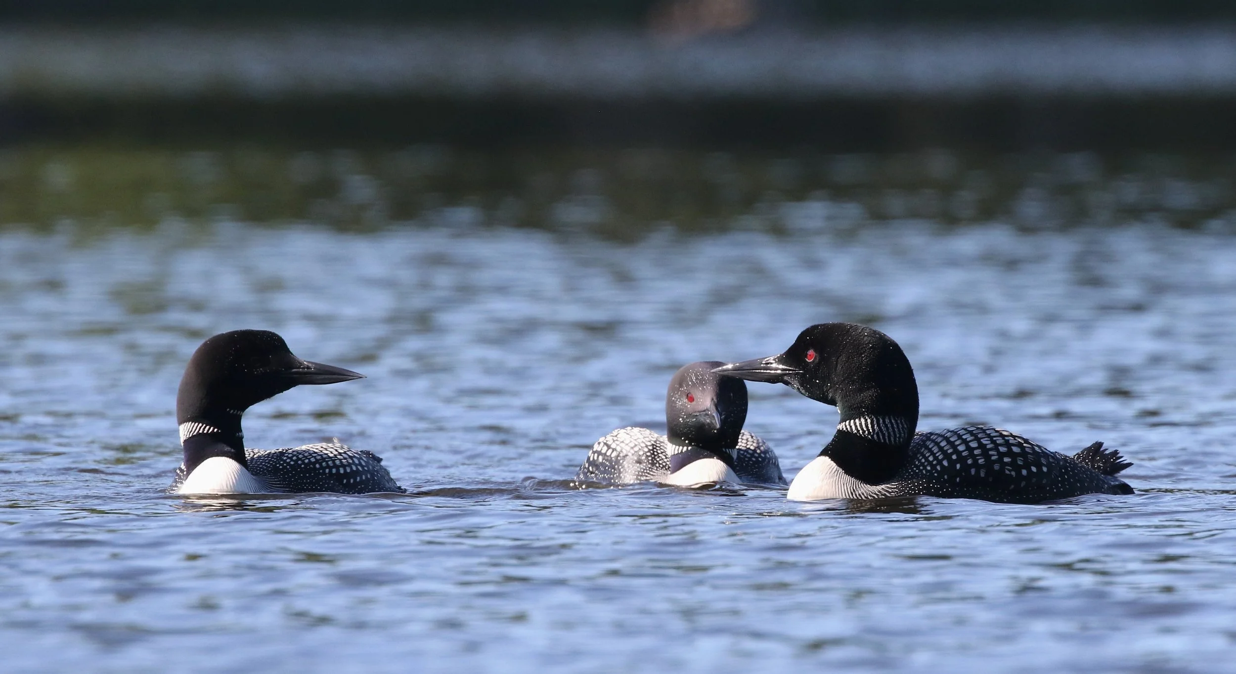 What's Up at "Loon Pond"? — Adirondack Center for Loon Conservation