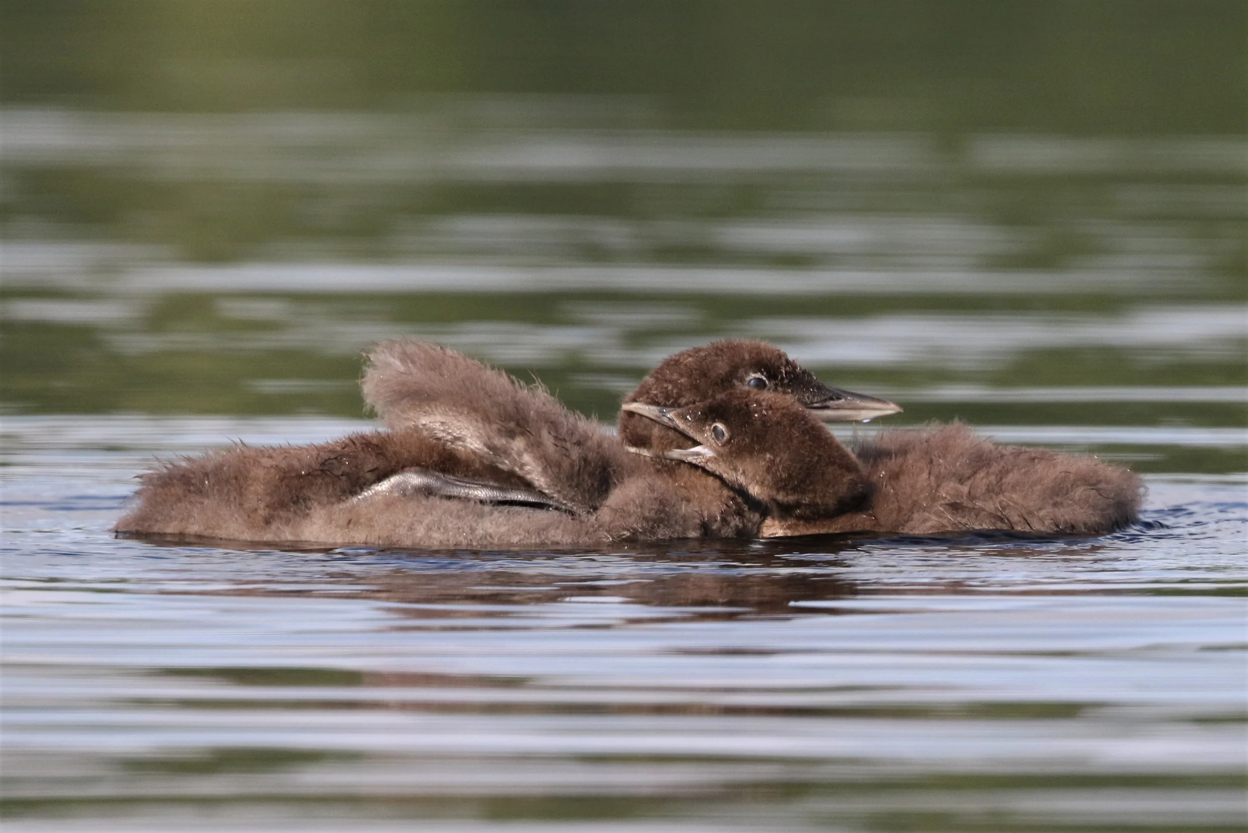 Nesting & Reproduction — Adirondack Center for Loon Conservation
