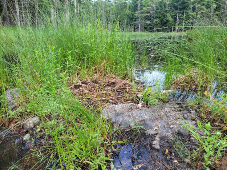"Loon Pond", NY: Did the Eggs Hatch, and What Happened During the Loon ...