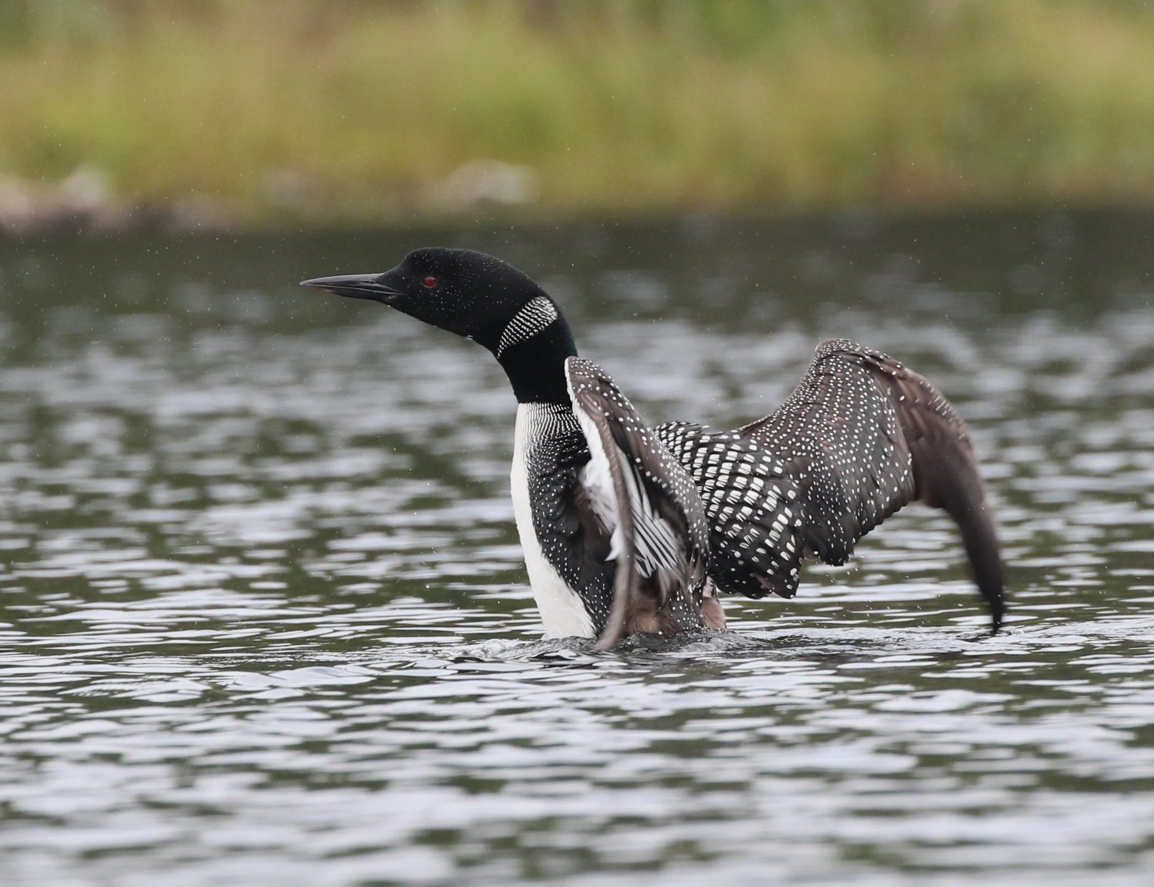 Male And Female Common Loon