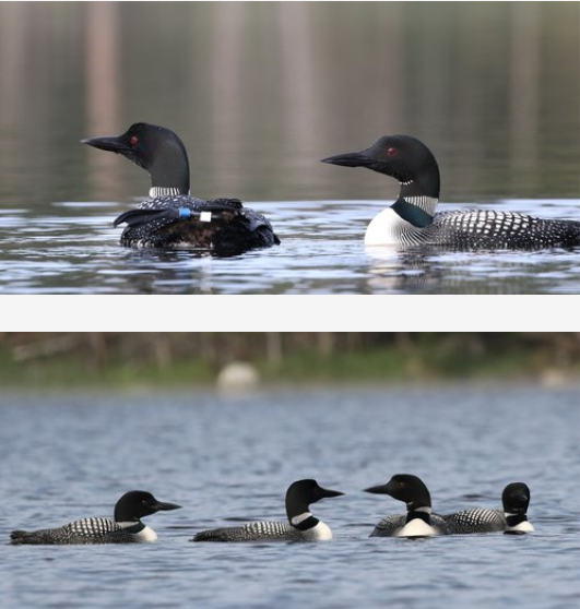 "Loon Pond", NY: Did the Eggs Hatch, and What Happened During the Loon ...