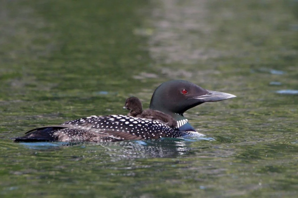 A Guide to Common Loon Behaviors — Adirondack Center for Loon Conservation