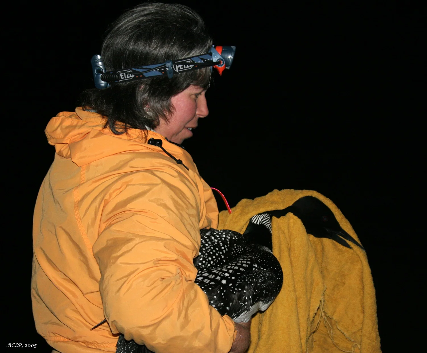 Dr. Nina Schoch and a Legacy of Loons — Adirondack Center for Loon ...