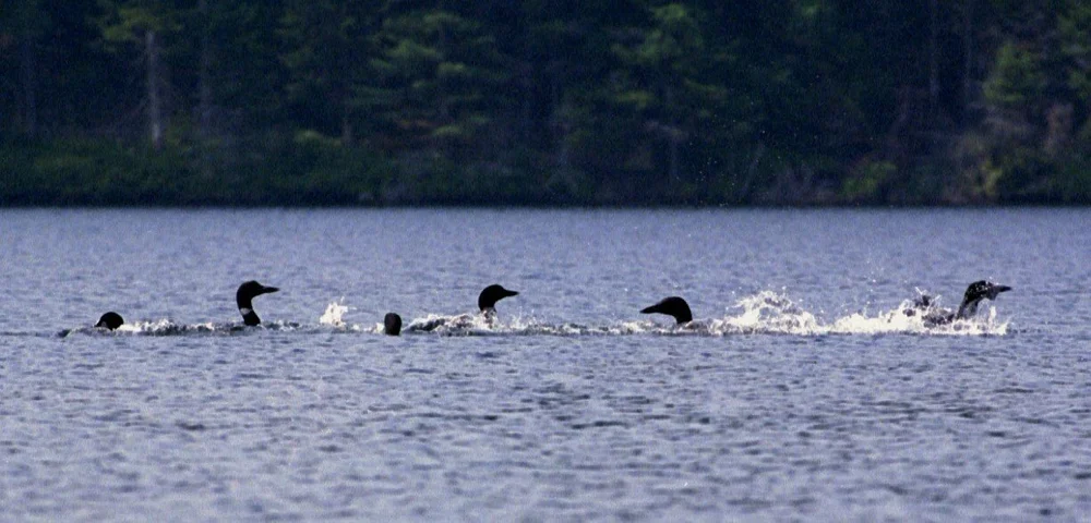 Species Information — Adirondack Center for Loon Conservation