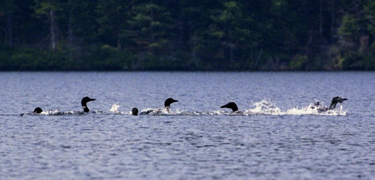 Species Information — Adirondack Center for Loon Conservation