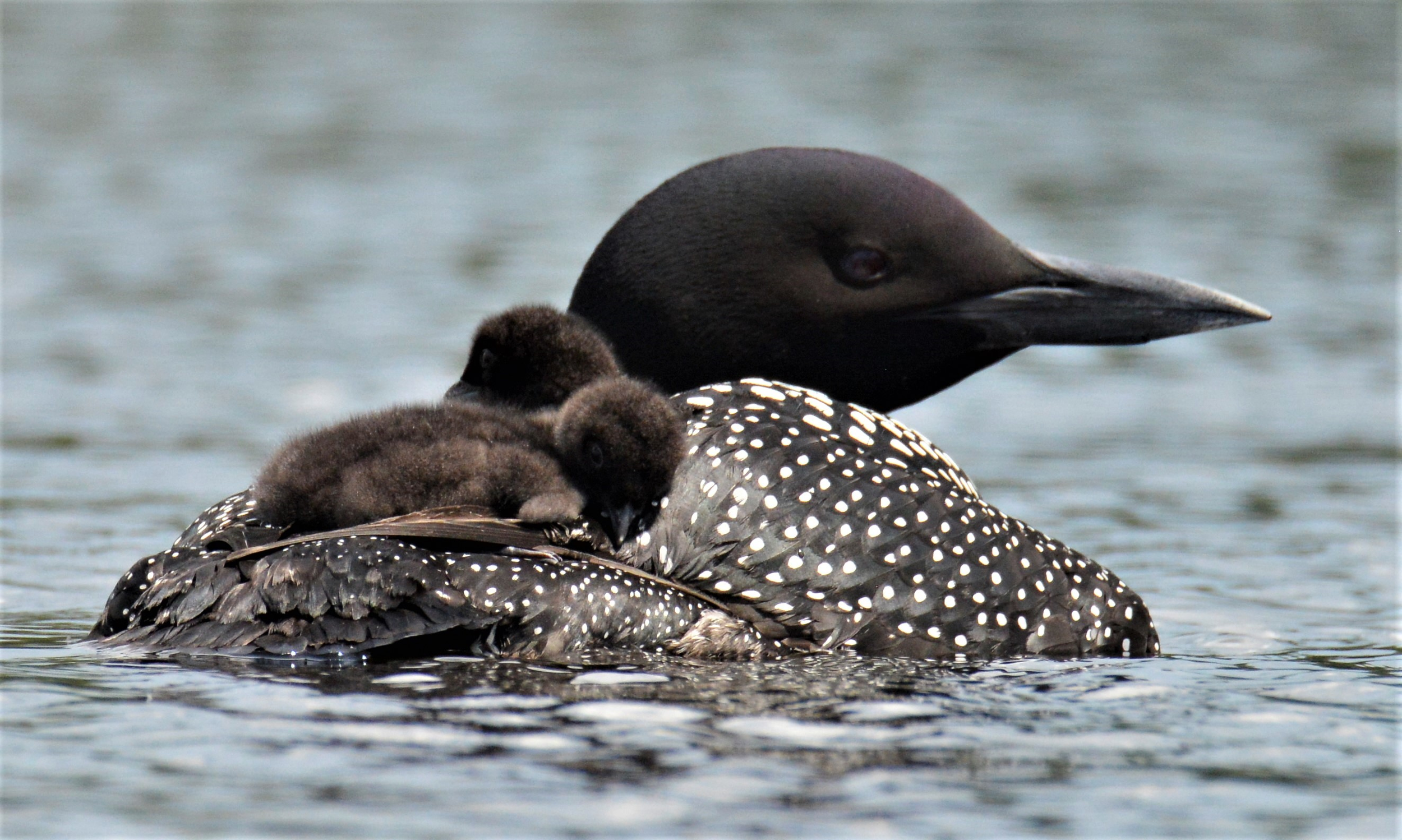 Common Loon Coloring Page [2025]