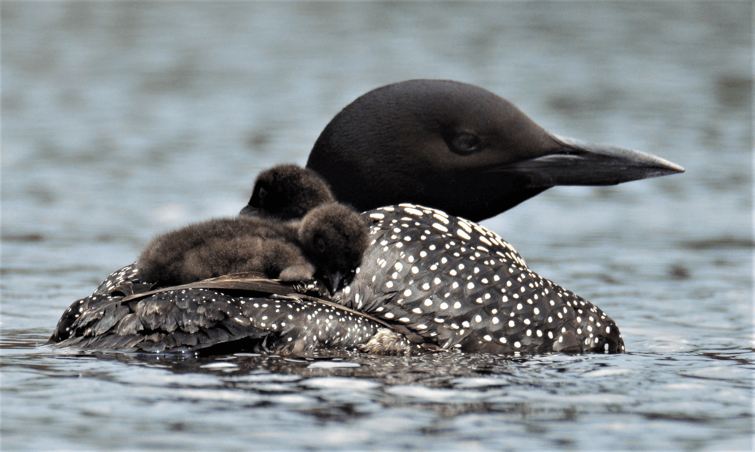Species Information — Adirondack Center for Loon Conservation