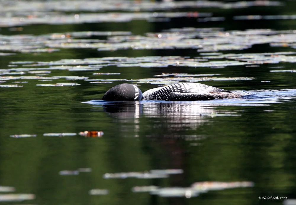 Species Information — Adirondack Center for Loon Conservation