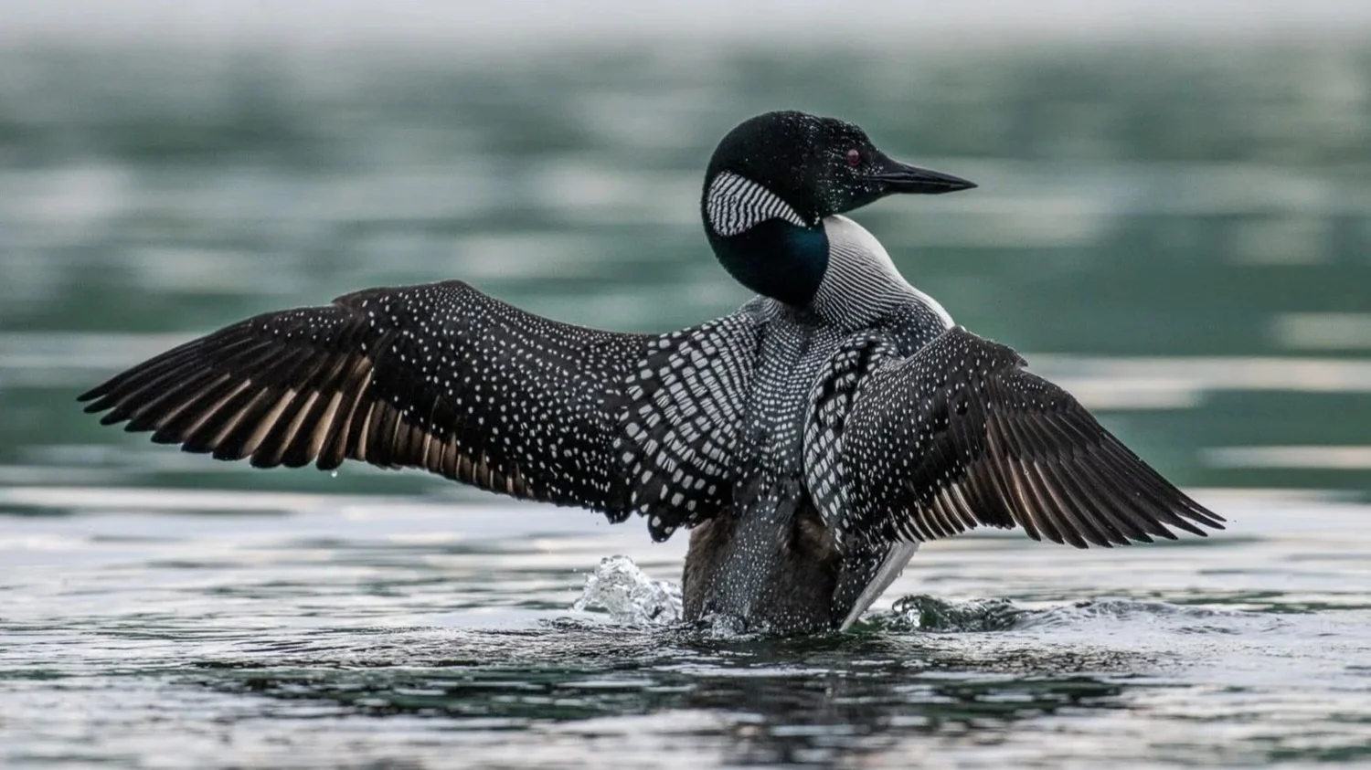 Adirondack Center for Loon Conservation