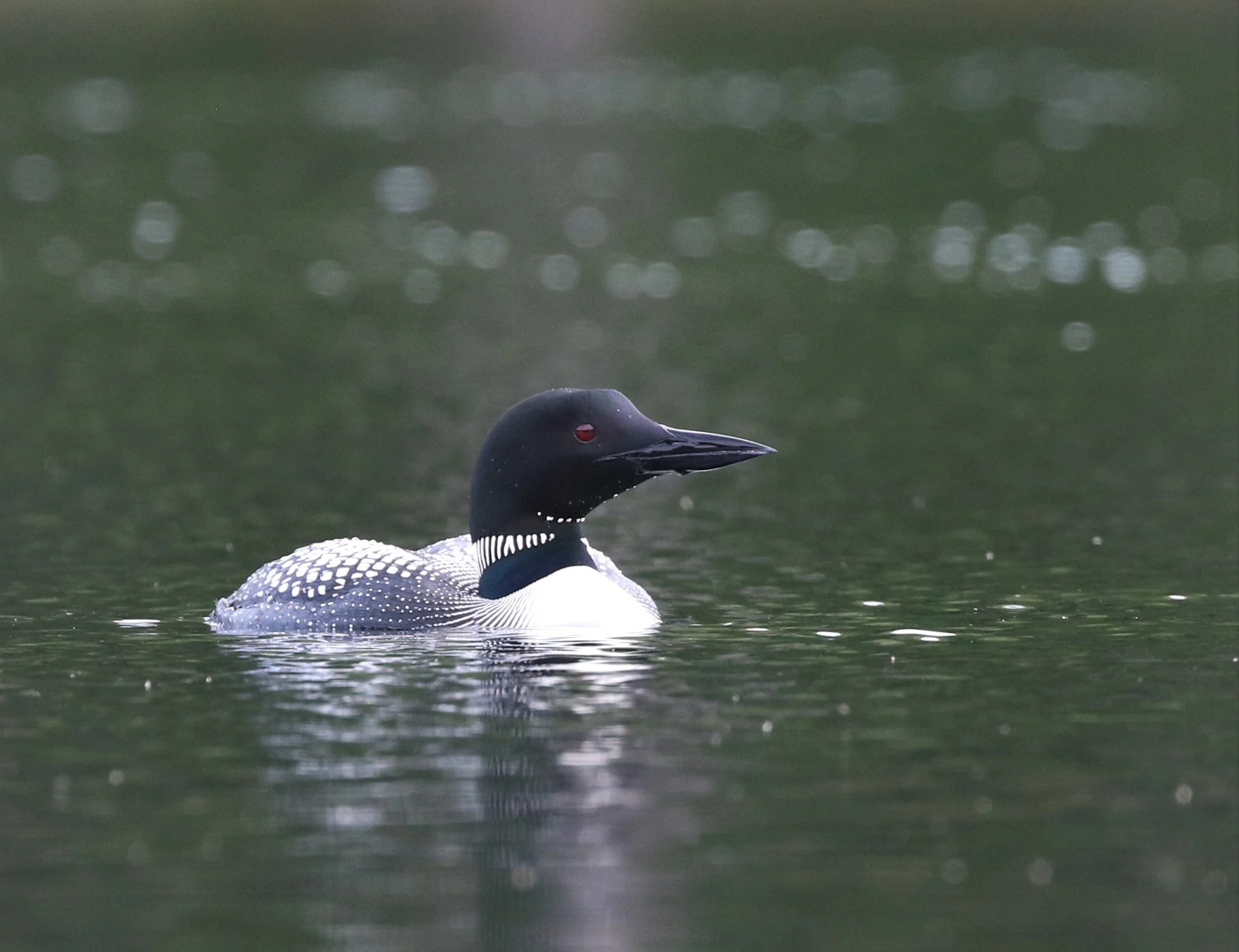 "Loon Pond", NY: Visitors to the Nest Rock — Adirondack Center for Loon ...