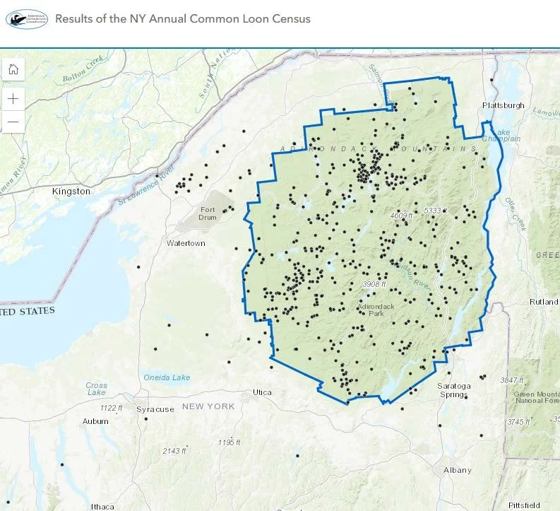 Results of the NY Loon Census — Adirondack Center for Loon Conservation