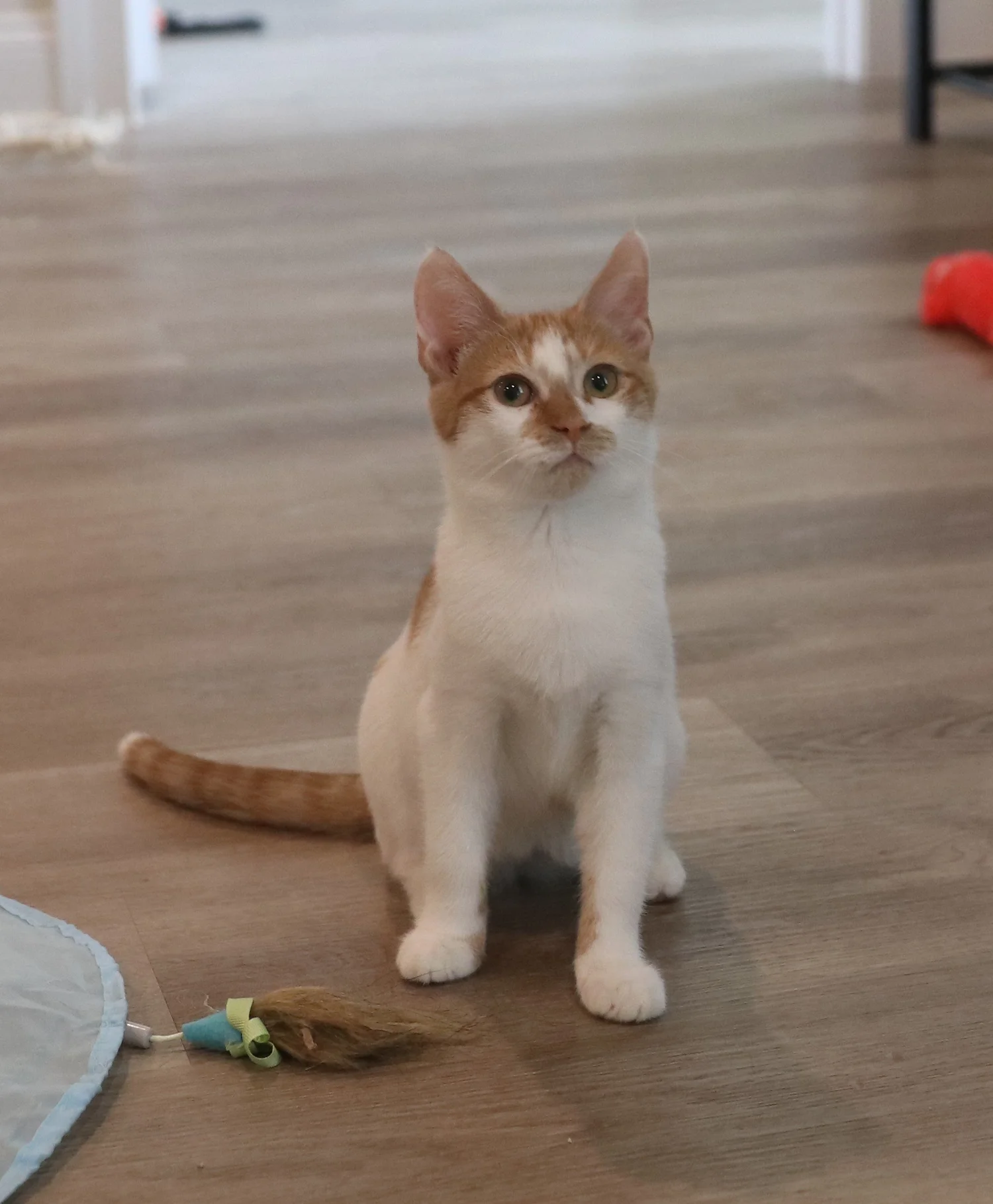 Adoptions — Loudoun Community Cat Coalition