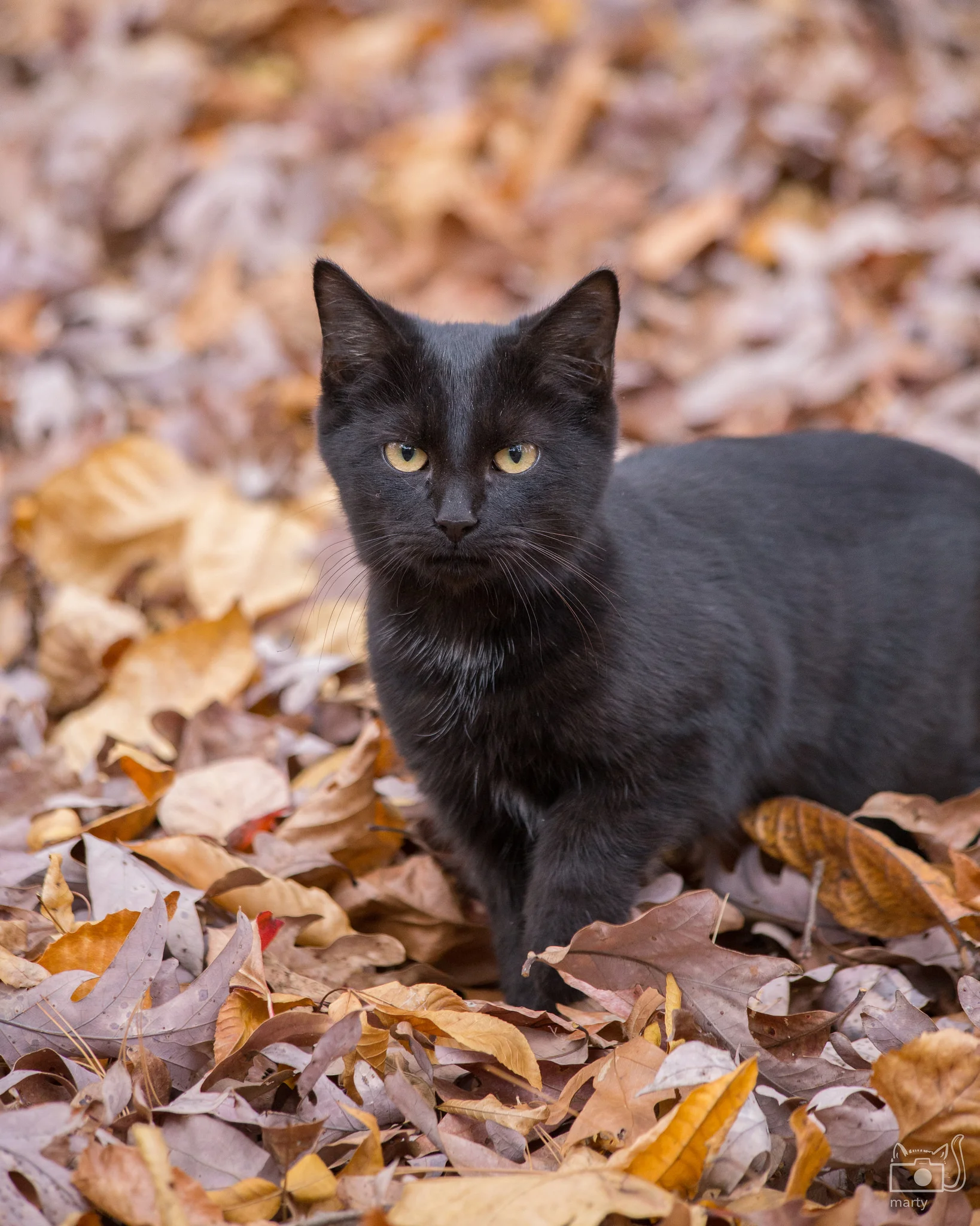 Loudoun Community Cat Coalition