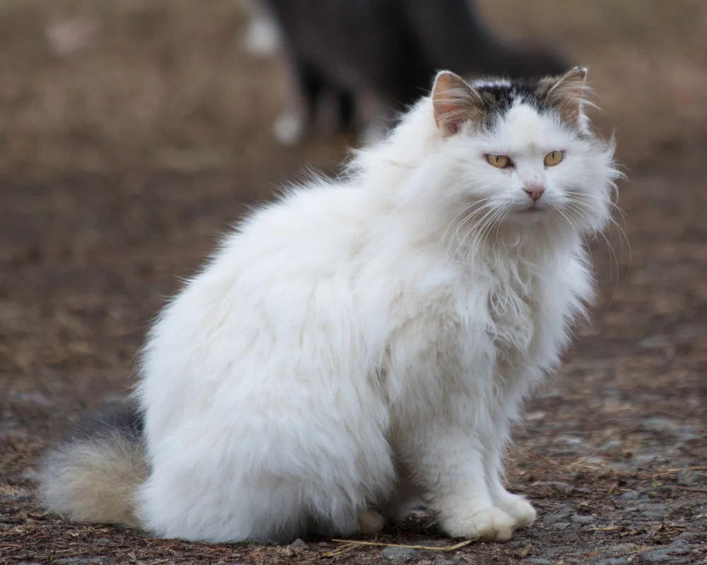 Loudoun Community Cat Coalition