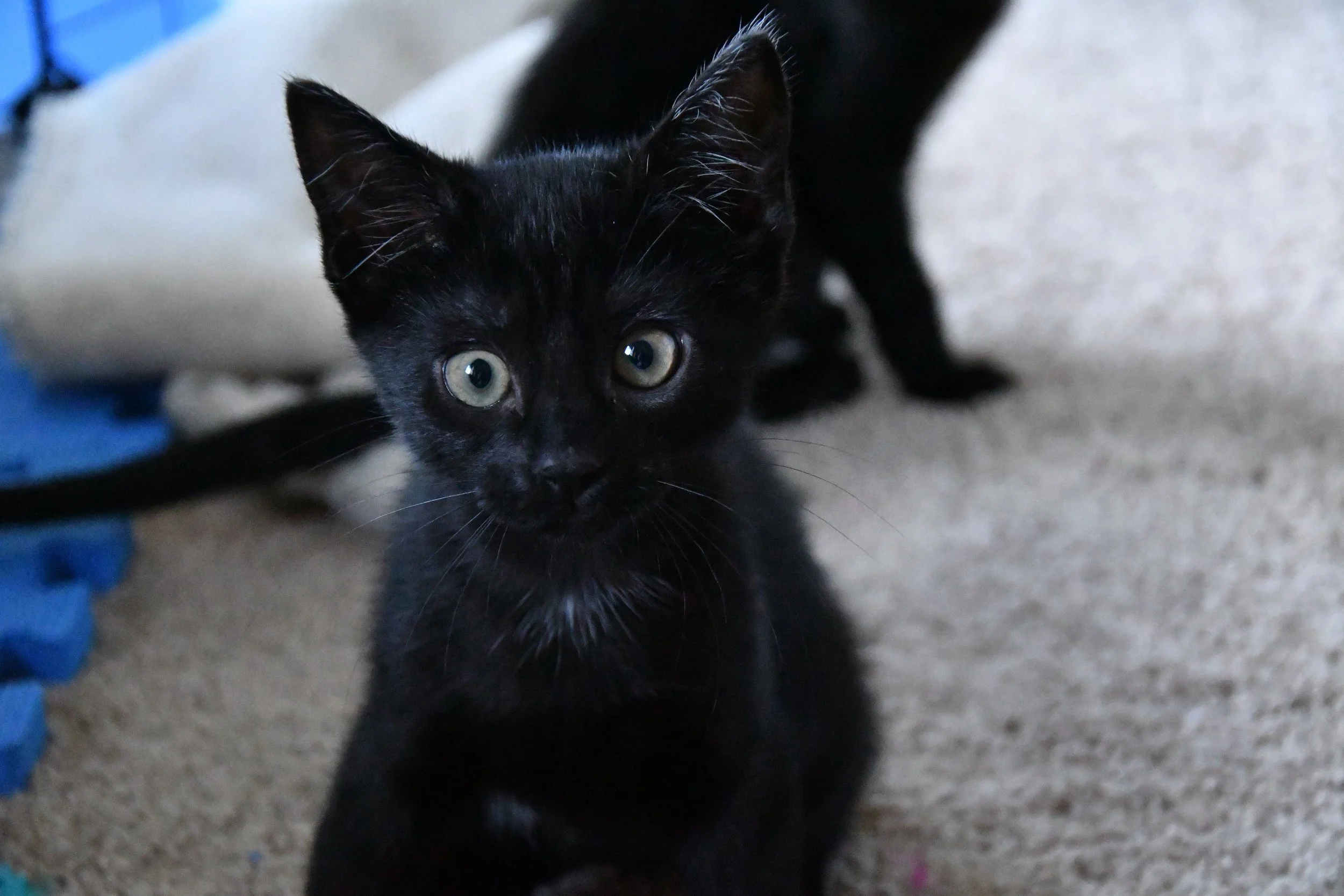 Adoptions — Loudoun Community Cat Coalition