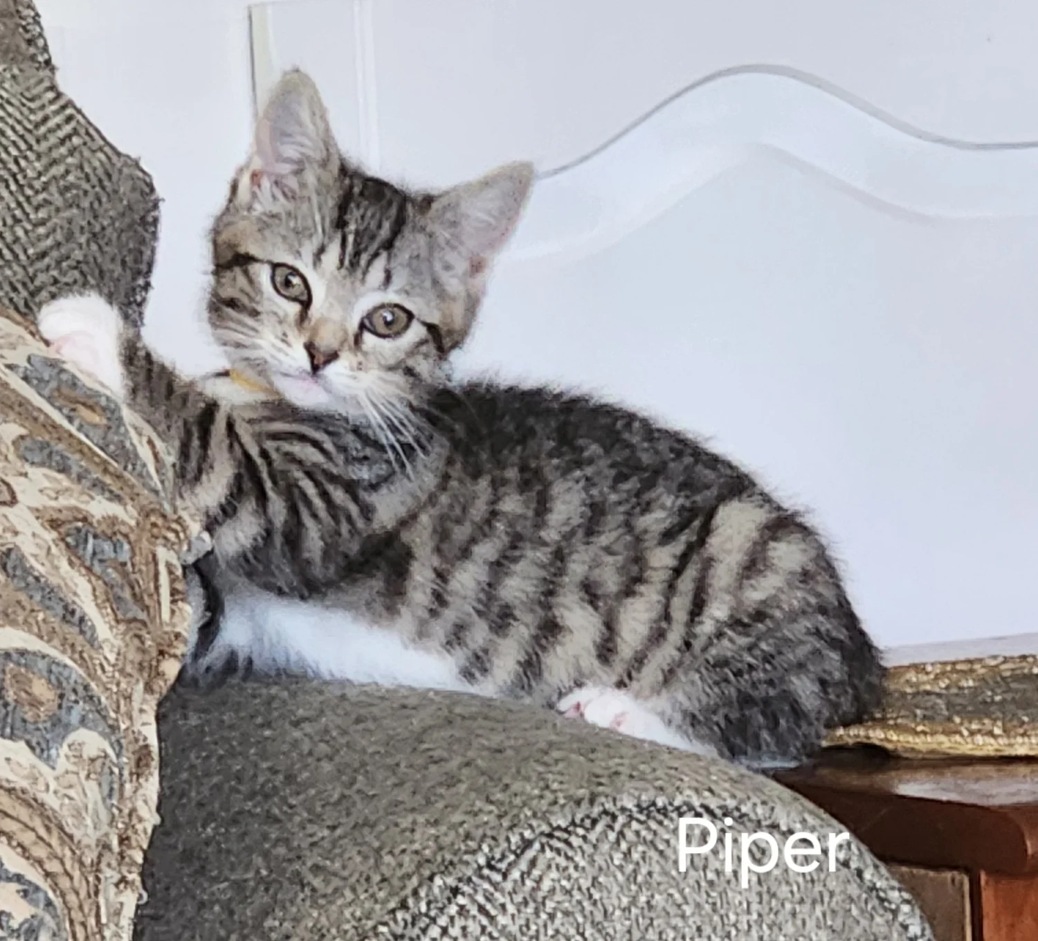 Adoptions — Loudoun Community Cat Coalition