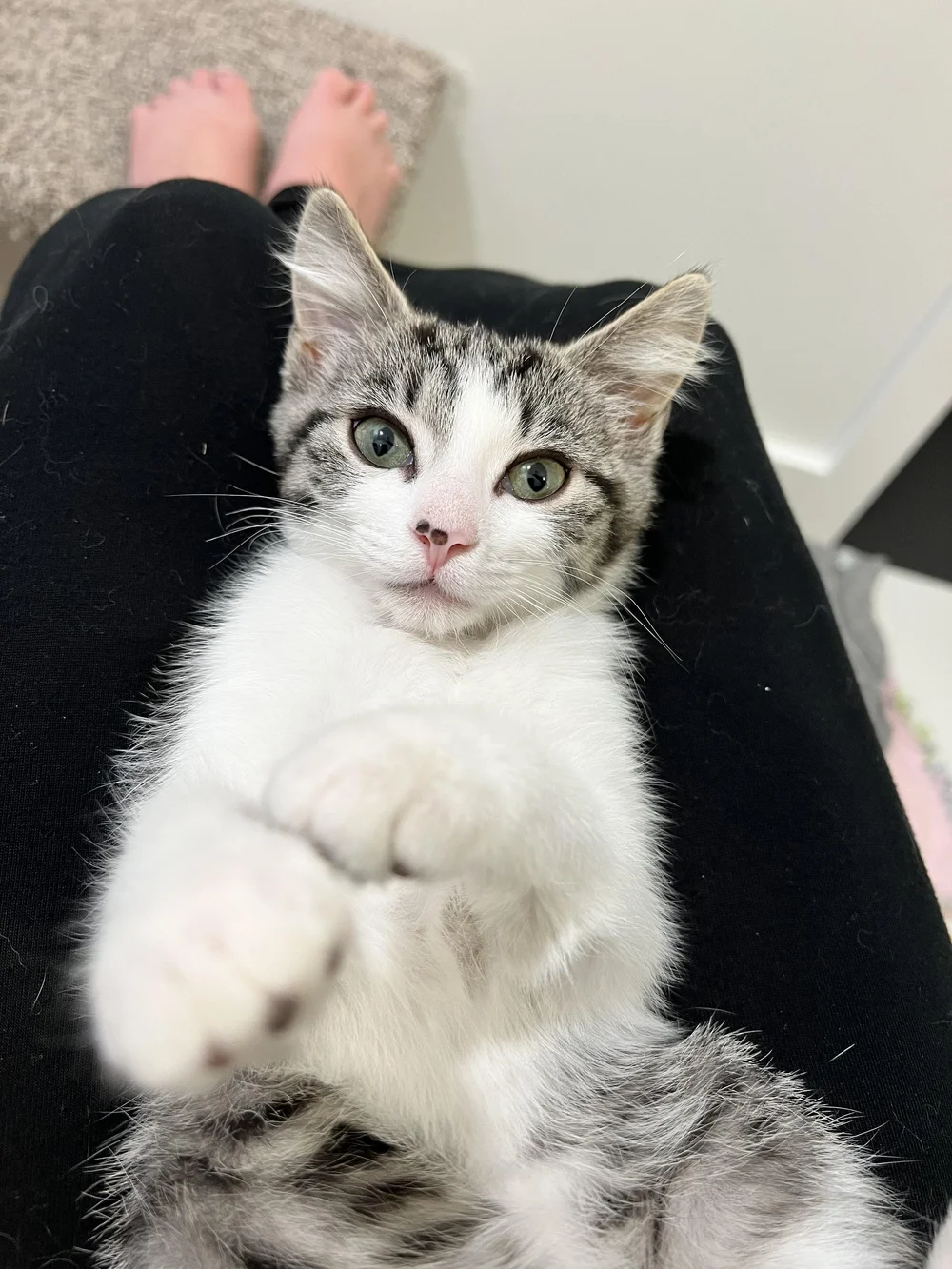 Adoptions — Loudoun Community Cat Coalition