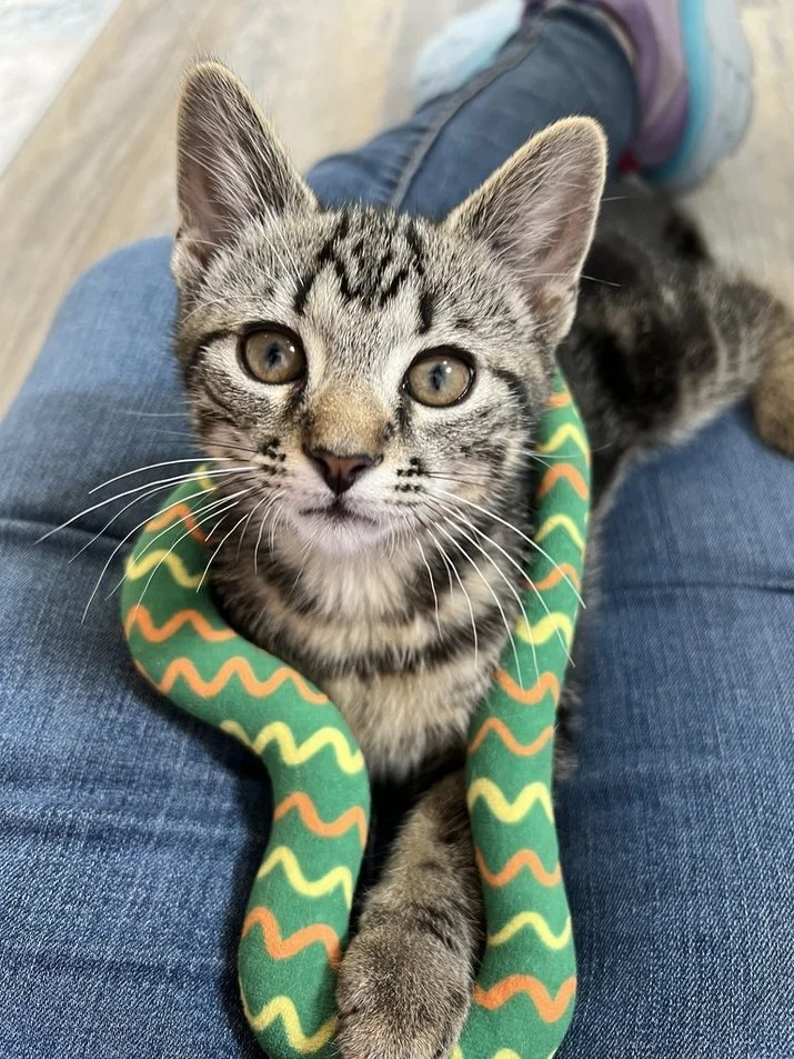 Adoptions — Loudoun Community Cat Coalition