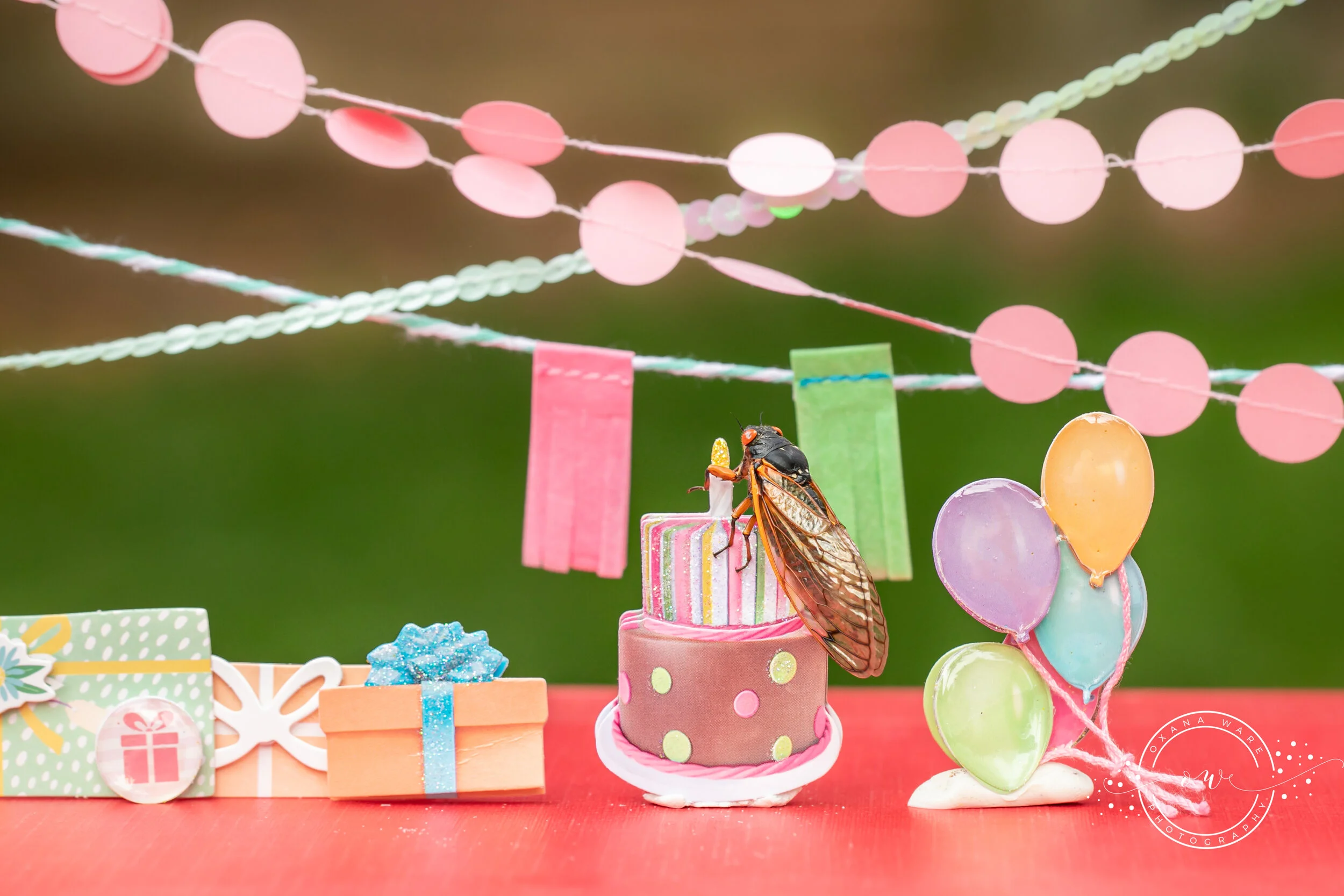 IT S A BIRTHDAY PARTY Oxana Ware Photography it-s-a-birthday-party-oxana-ware-photography