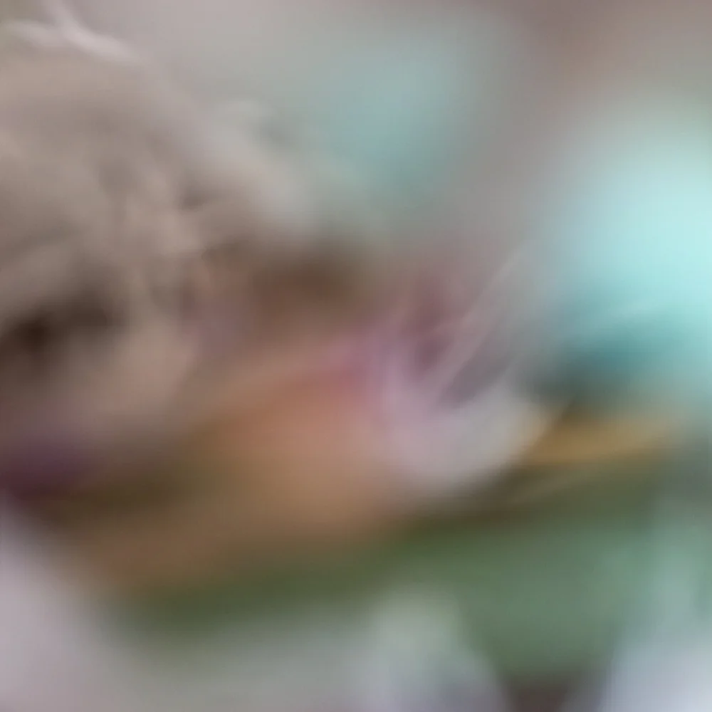 Thrips — National Elf Library