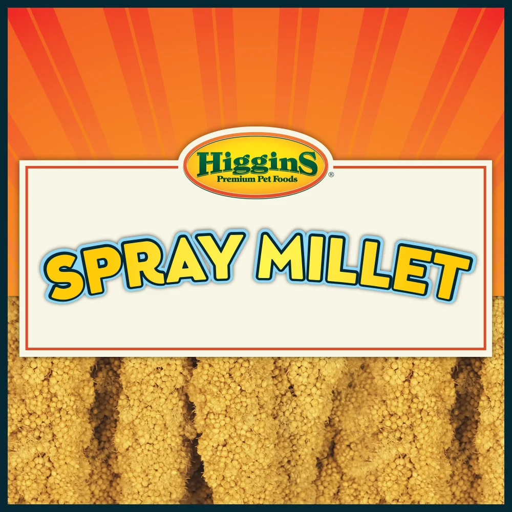 Companion Bird Treats — Higgins Premium Pet Foods