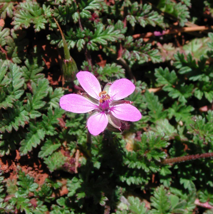 Filaree — Northern Arizona Invasive Plants
