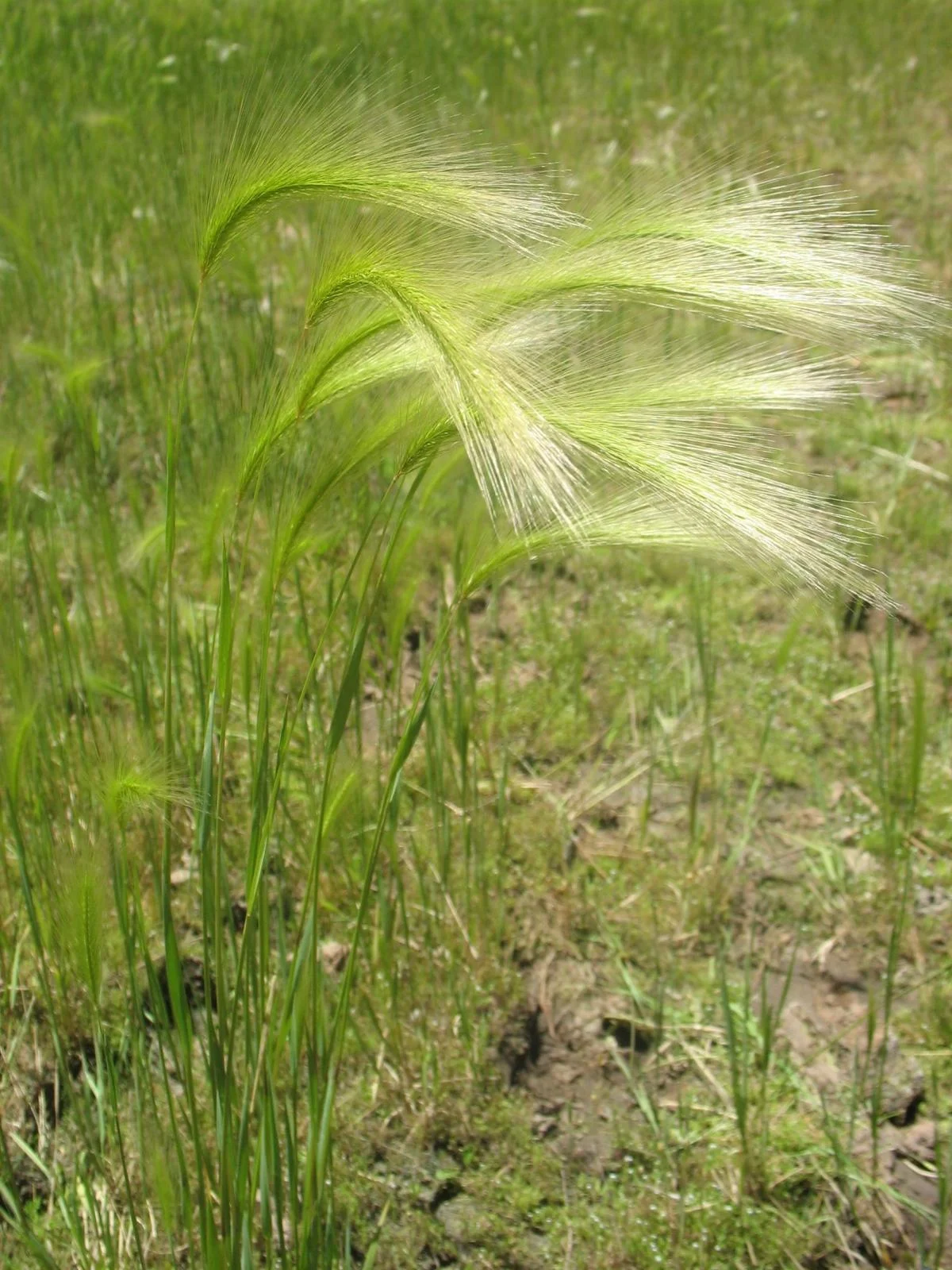 Foxtail Grass Identification