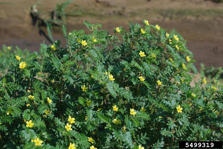 Goathead — Northern Arizona Invasive Plants
