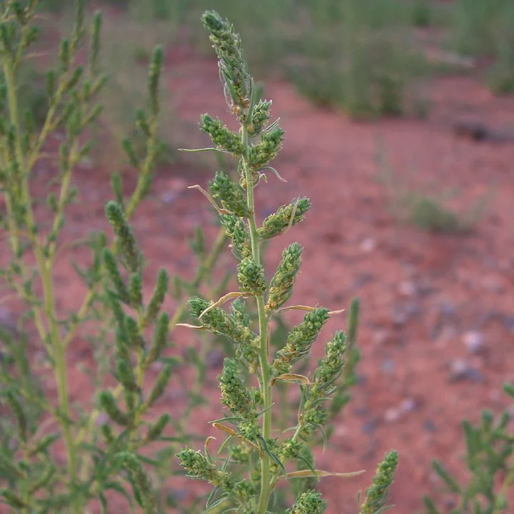 Kochia Plant