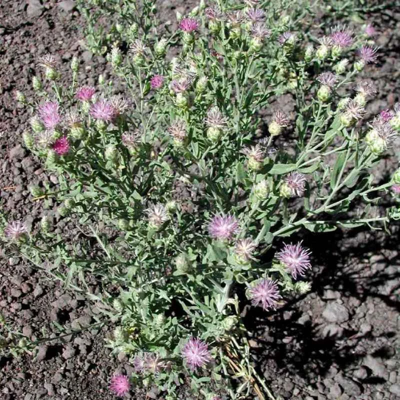 Knapweed Reproduction