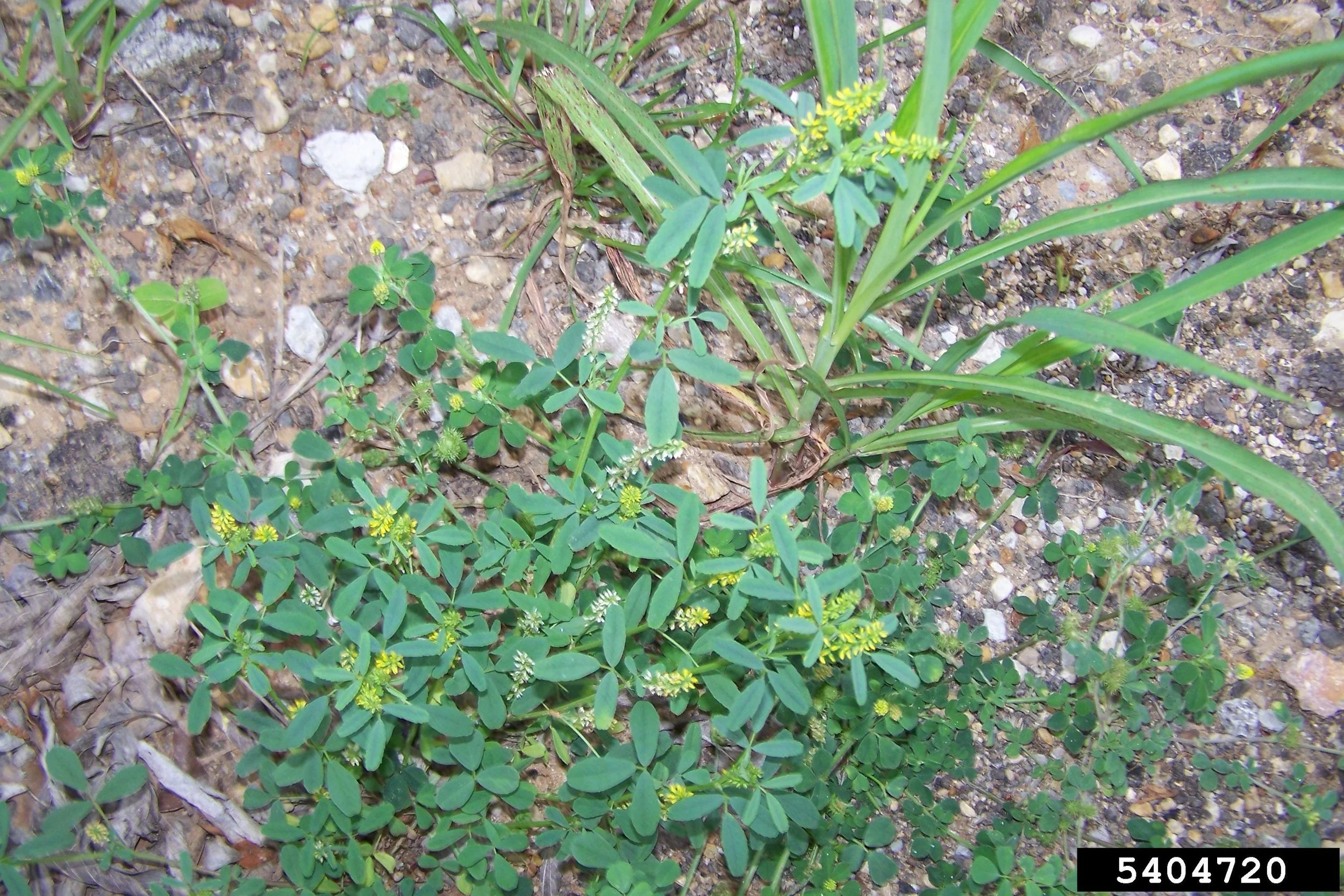 Yellow Sweet Clover Seedling