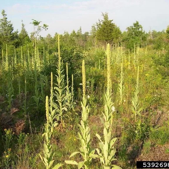 Northern Arizona Invasive Plants