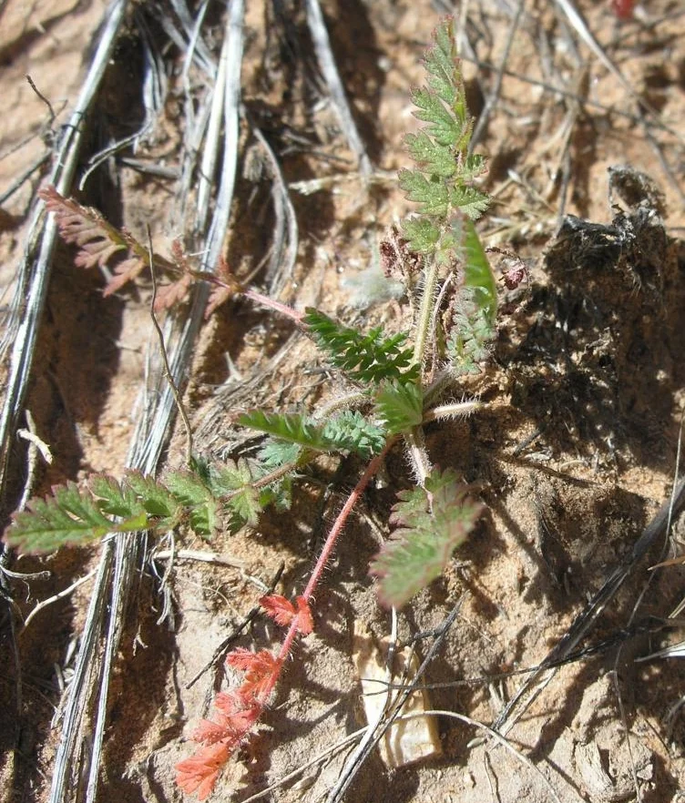 Filaree — Northern Arizona Invasive Plants