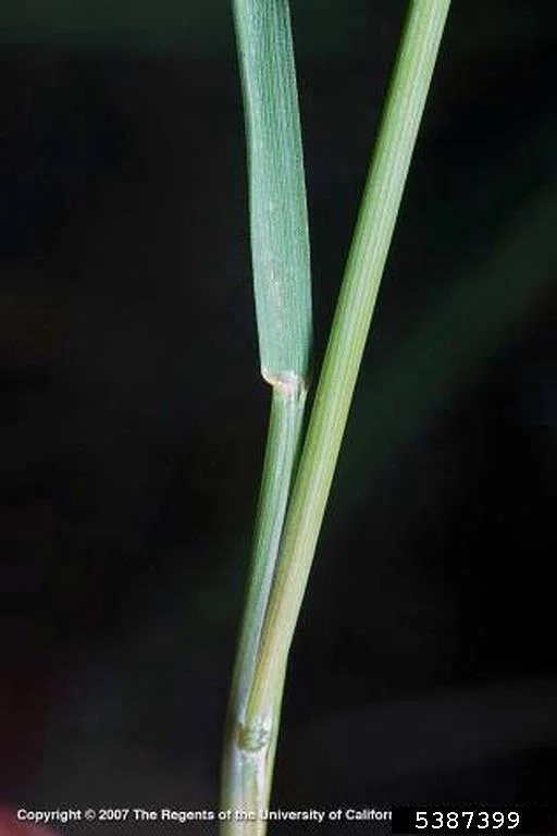 Foxtail Barley Seed