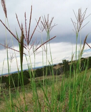 Yellow bluestem grass — Northern Arizona Invasive Plants