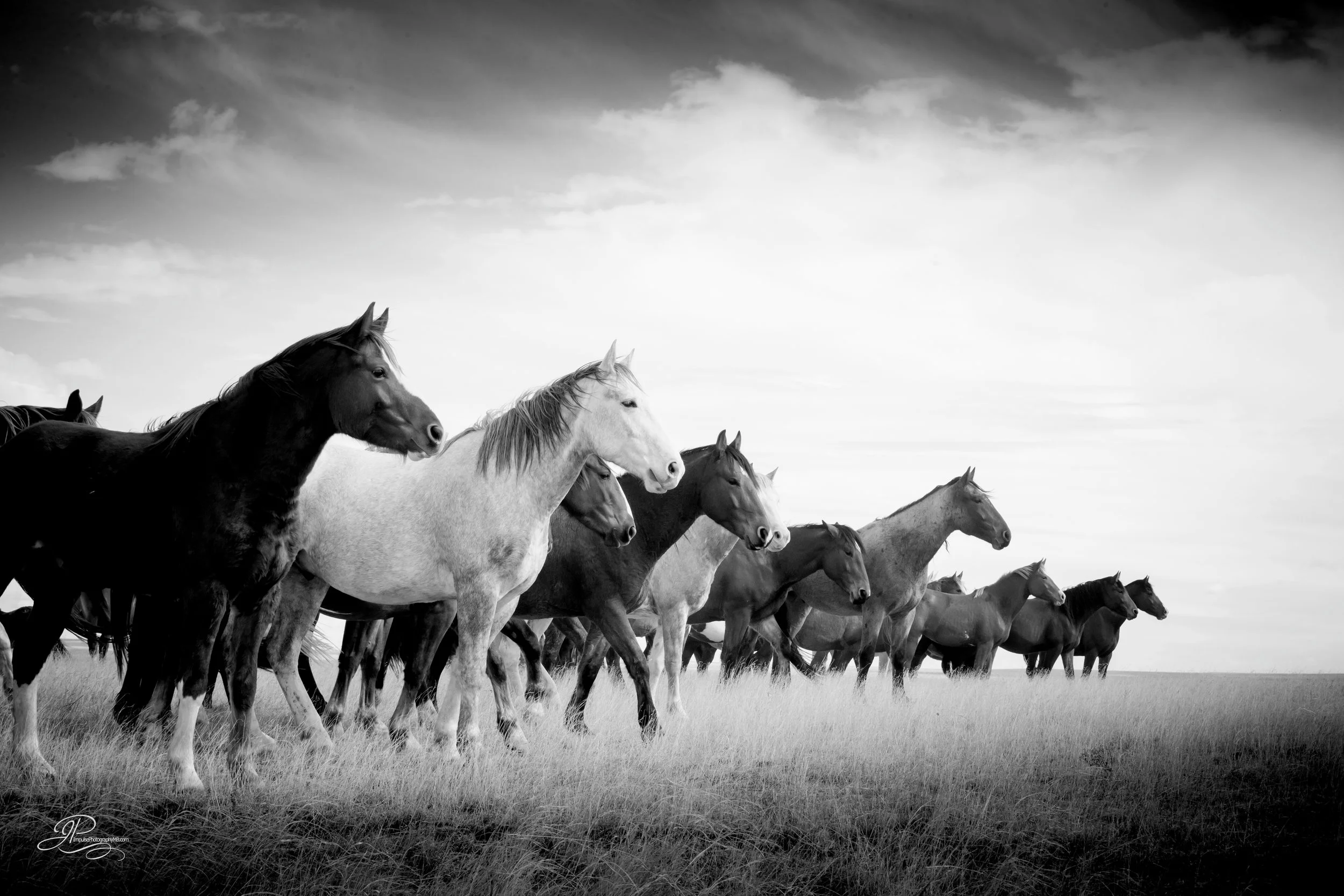 What We Do — Cervi Championship Rodeo