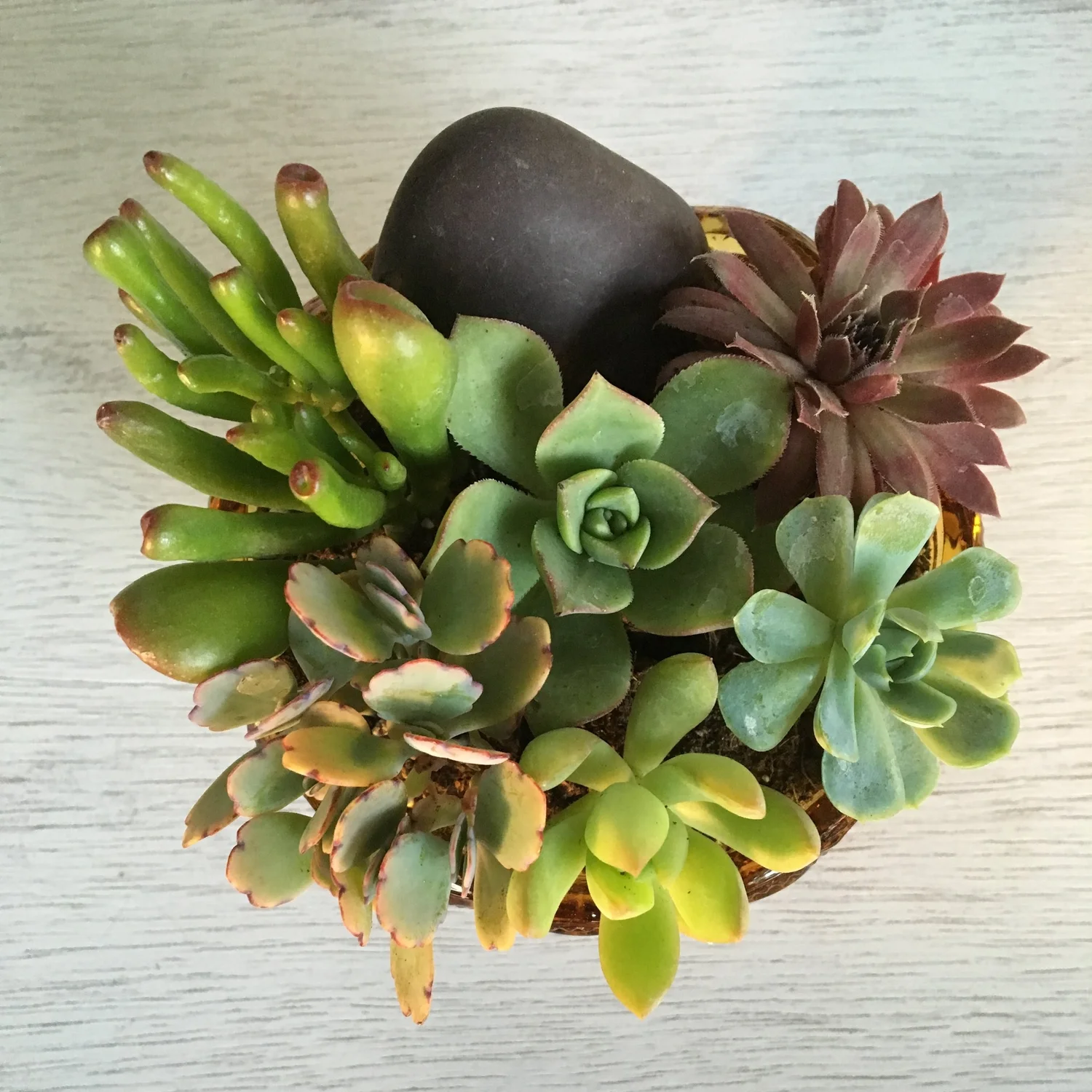 Contact — A Succulent Day