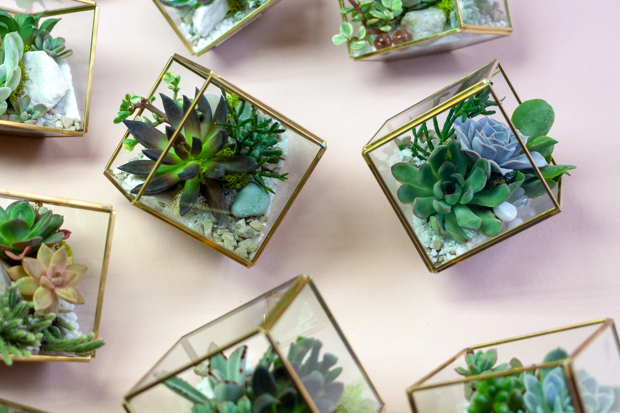 Cube Terrariums — A Succulent Day