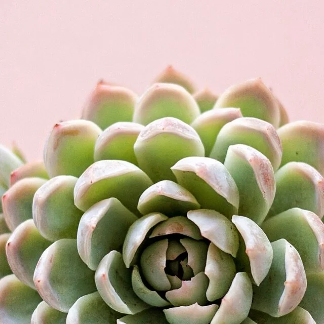 A Succulent Day