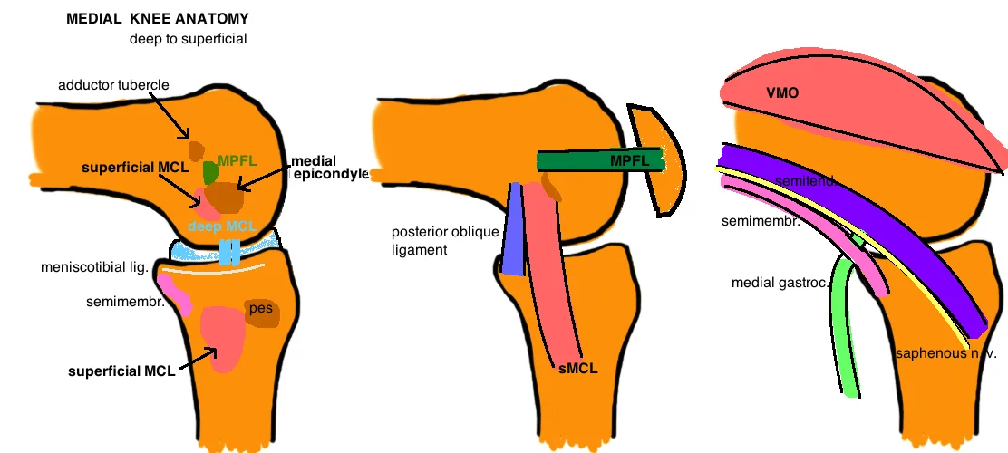 NATIVE KNEE KINEMATICS — Hip & Knee Book