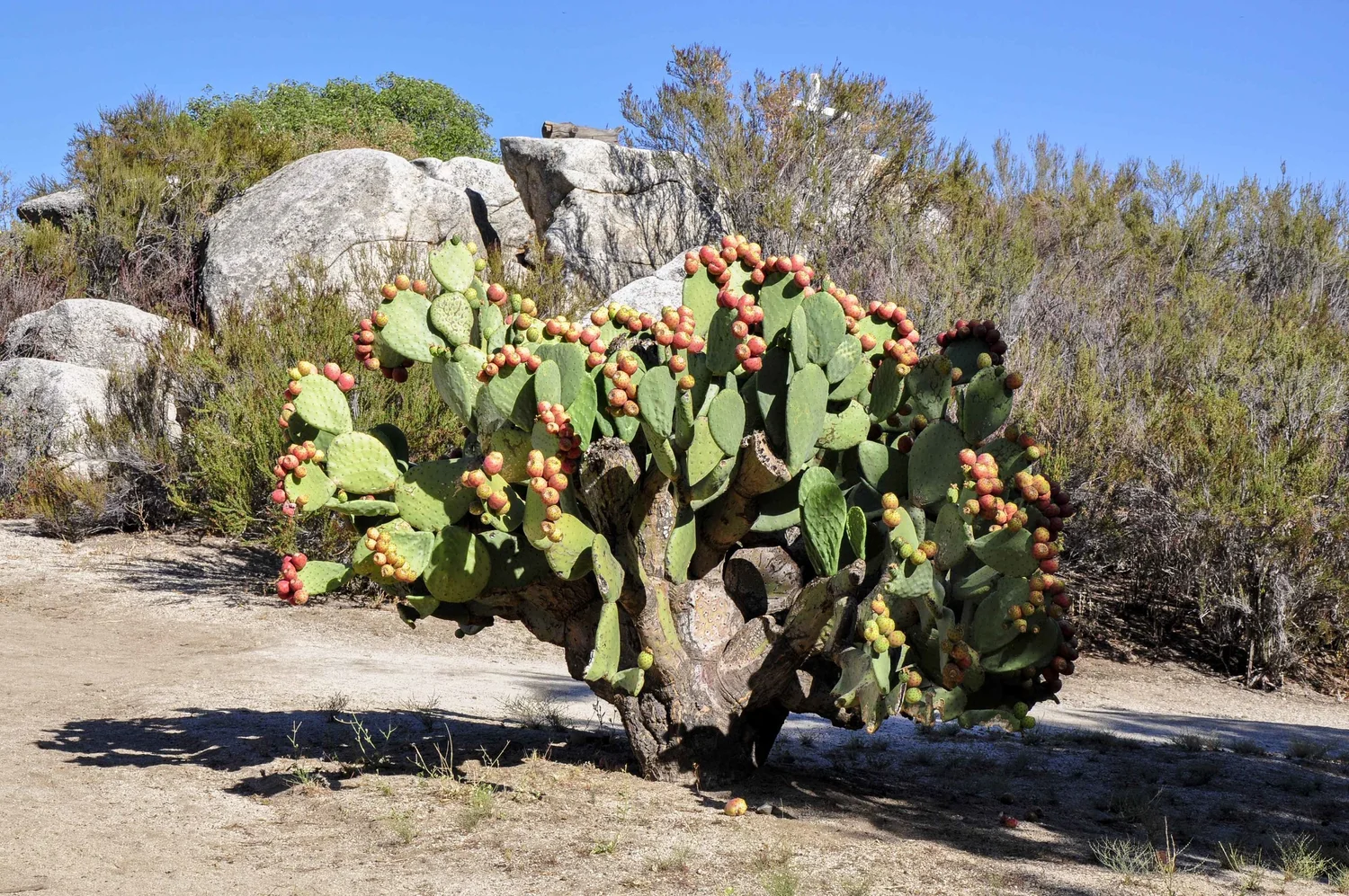 History — San Diego Freedom Ranch