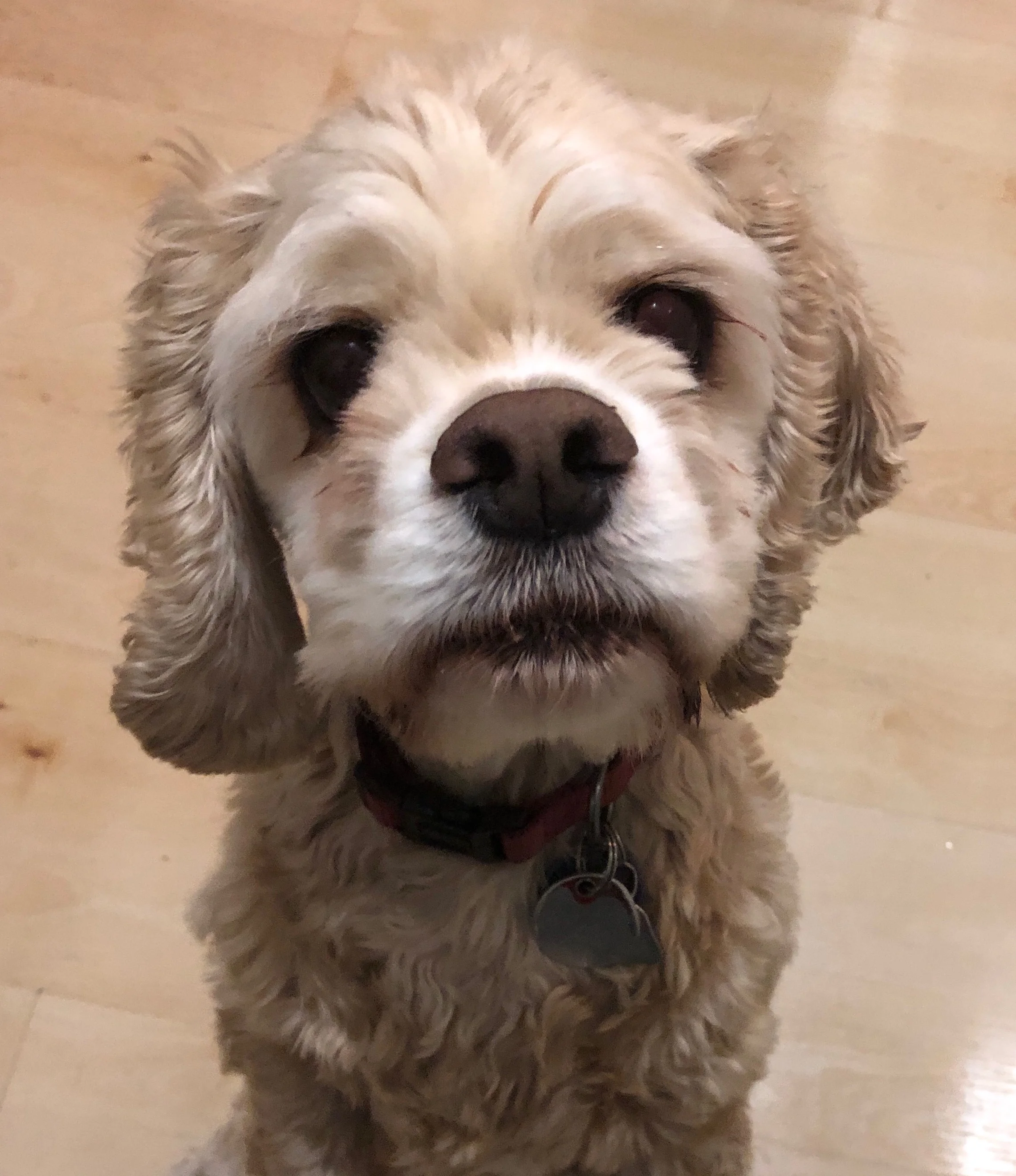 People — My Dog is My Home