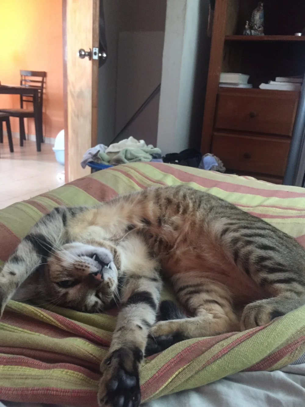 People — My Dog is My Home