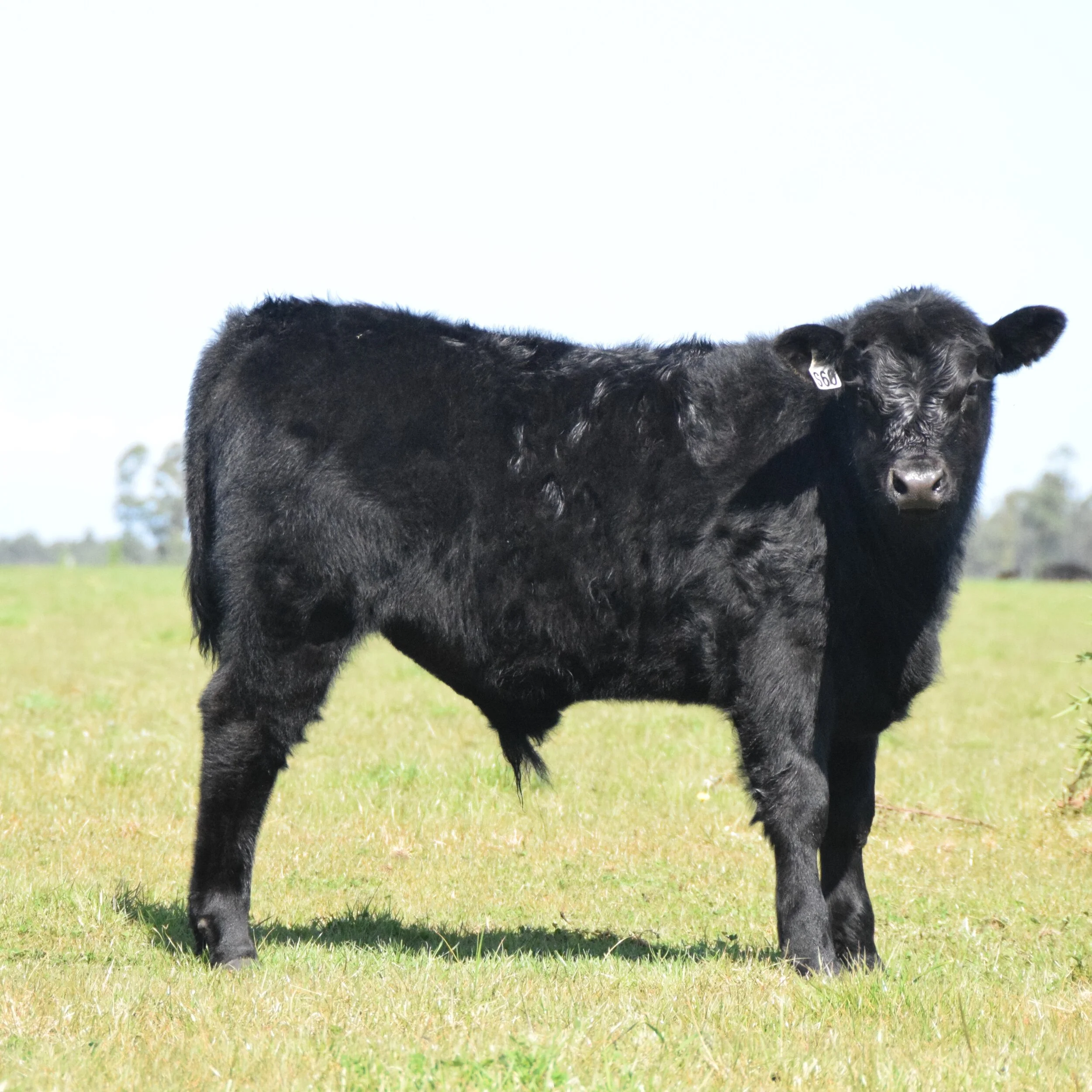 New Genetics — Koojan Hills Angus
