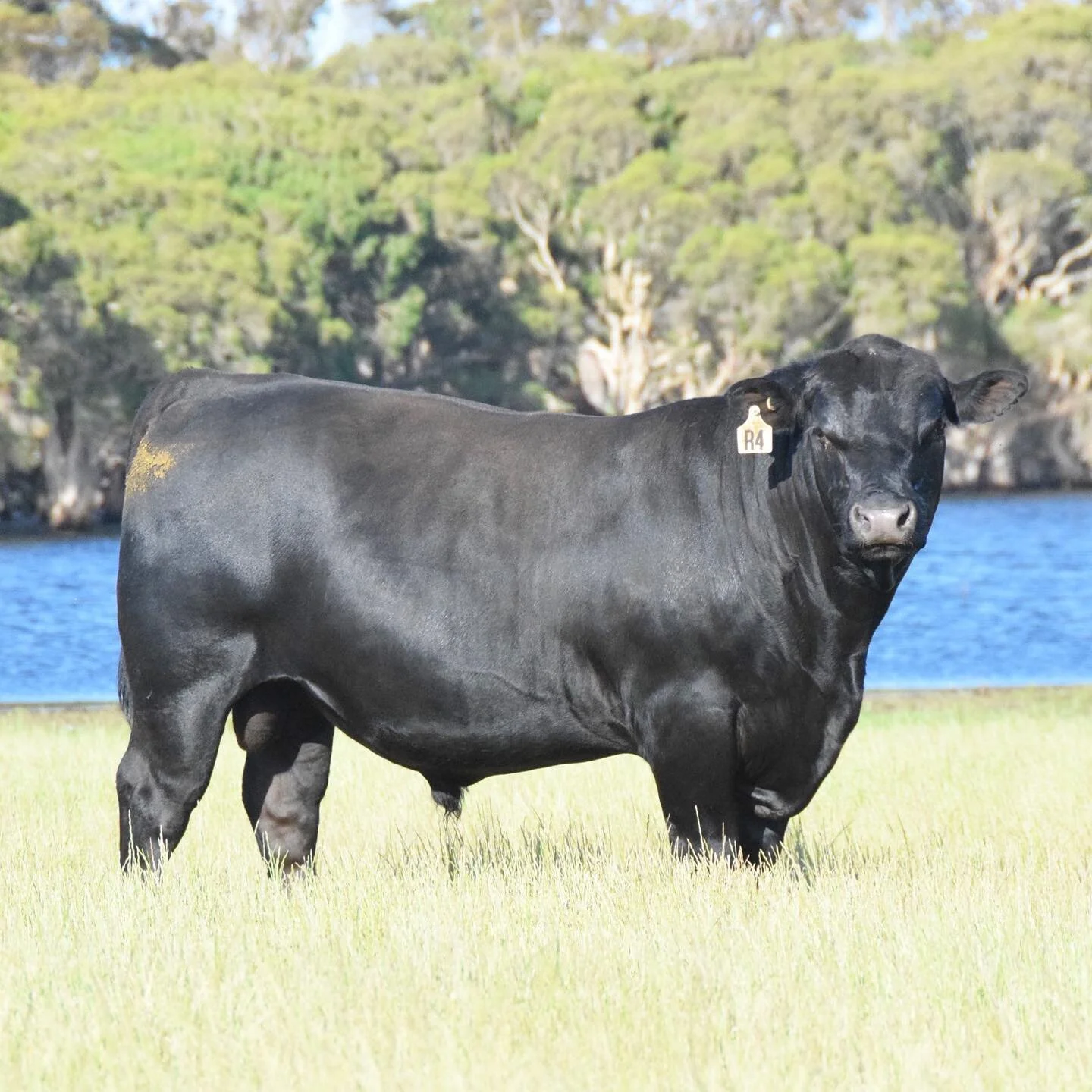 Koojan Hills Angus