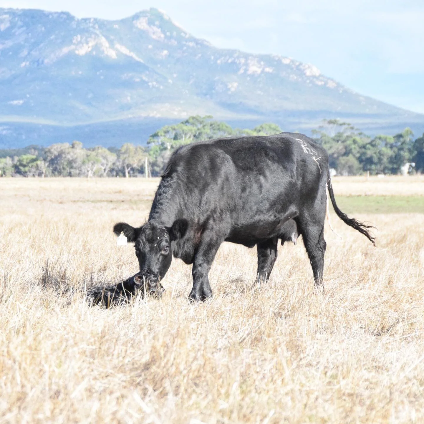 Koojan Hills Angus
