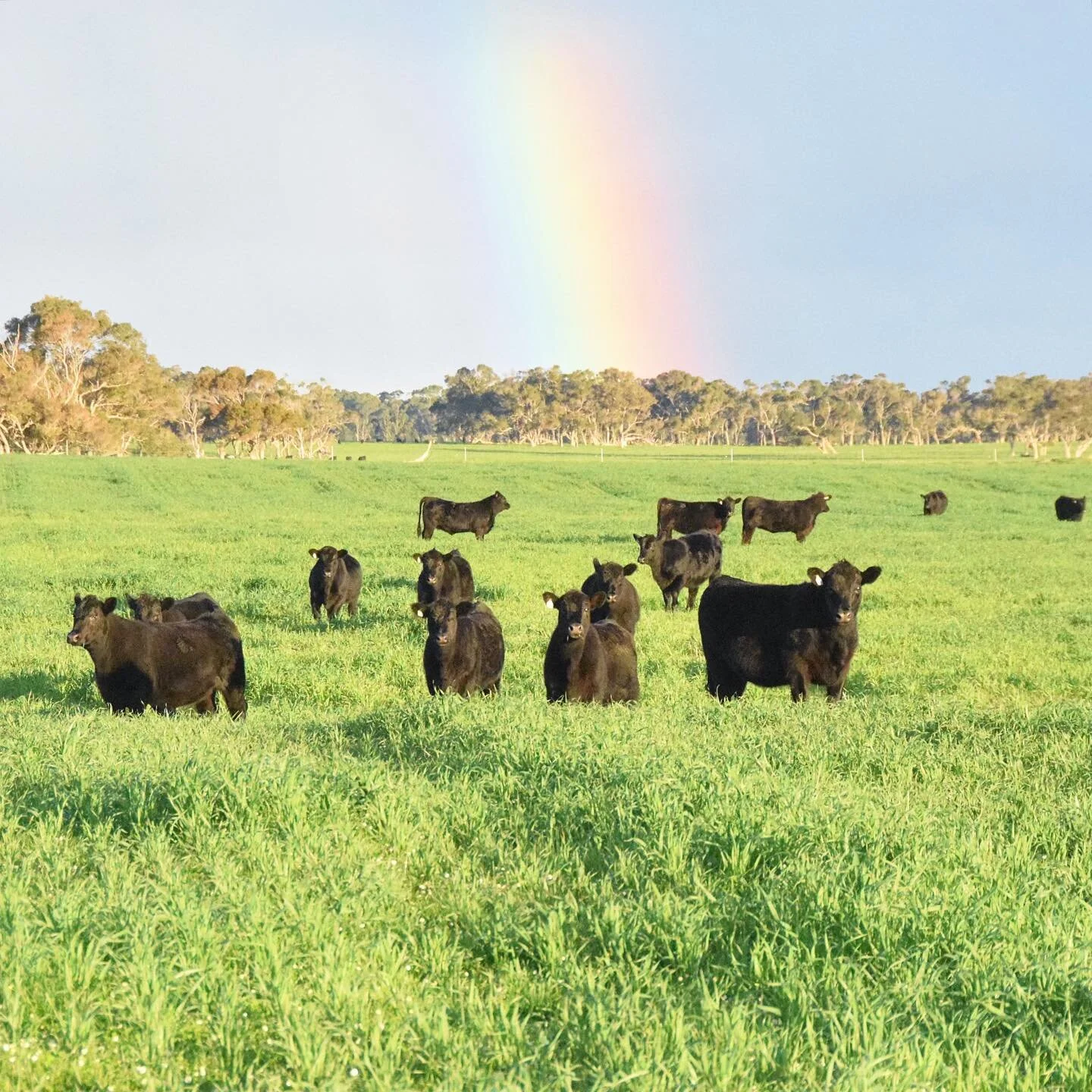 Koojan Hills Angus