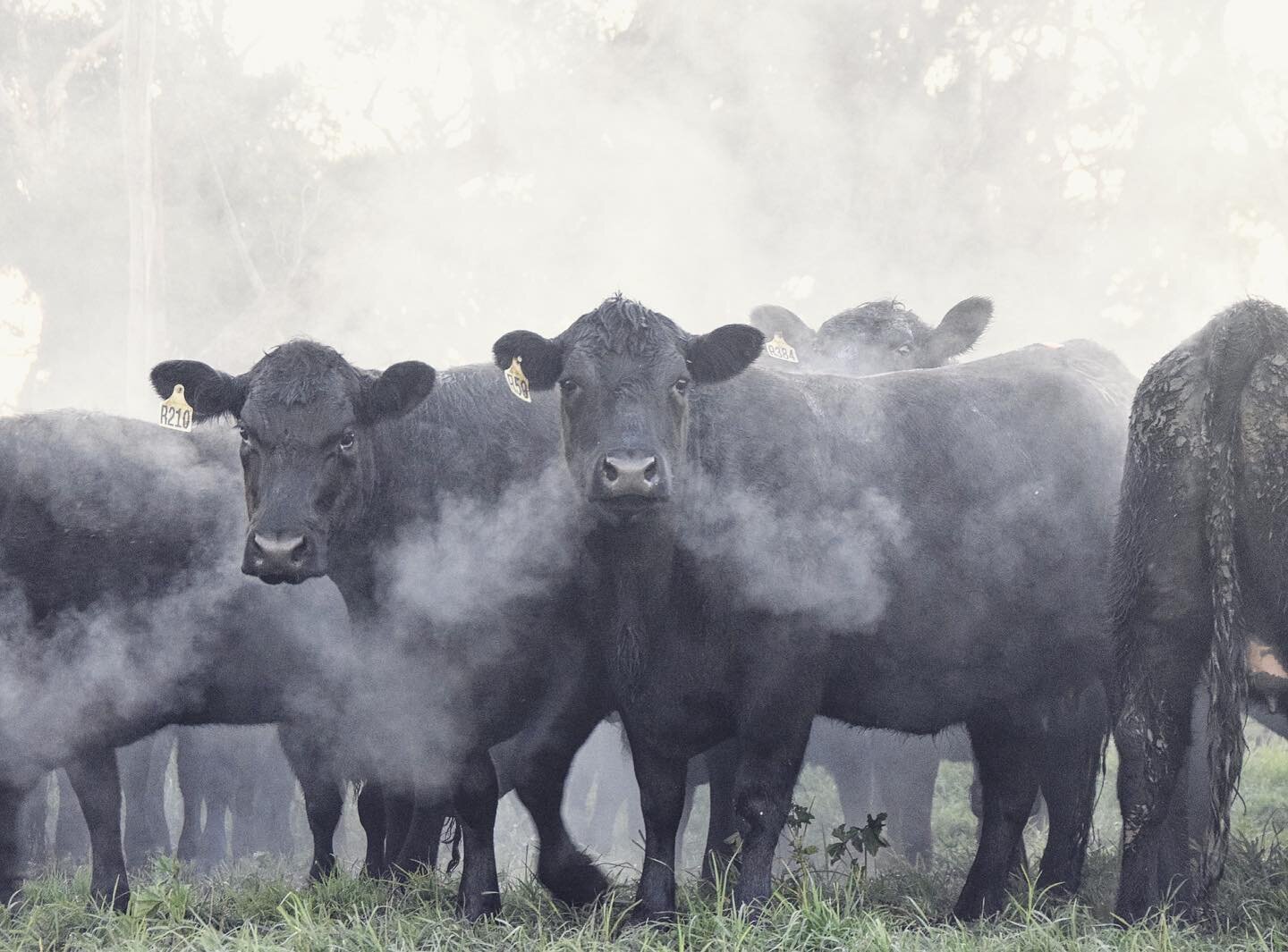 Koojan Hills Angus