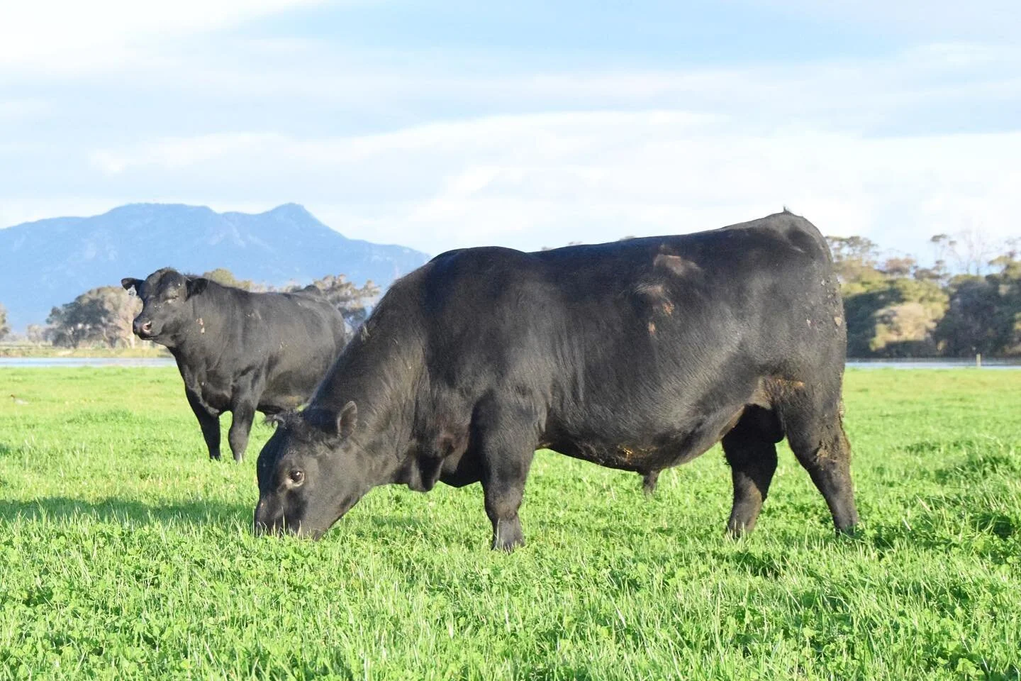 Koojan Hills Angus