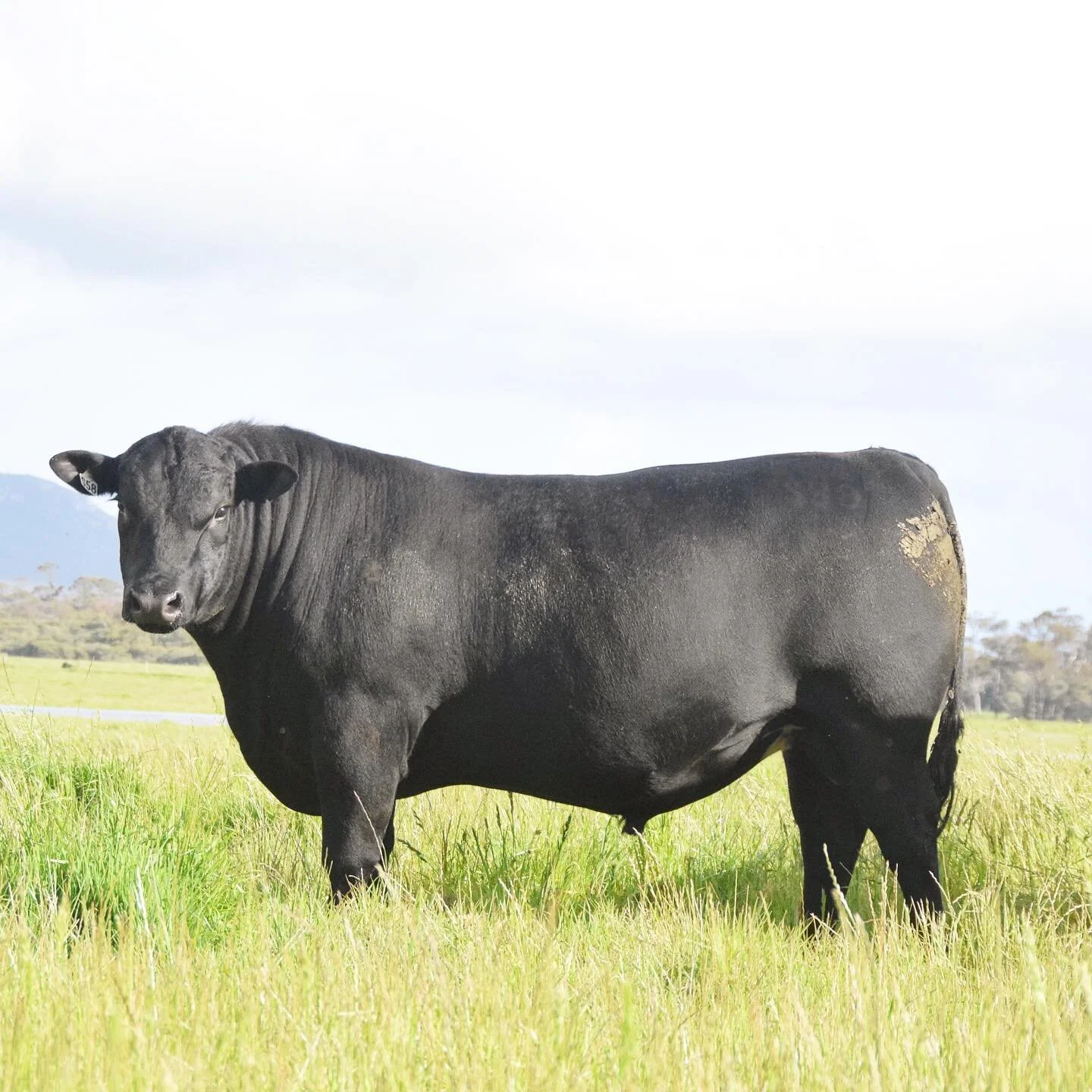 Koojan Hills Angus